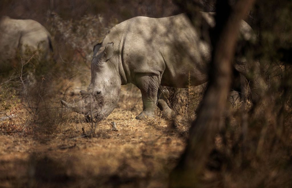 Rhino poaching back on the rise - Moneyweb