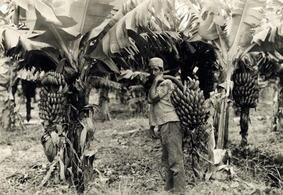 What’s a banana republic? - Moneyweb
