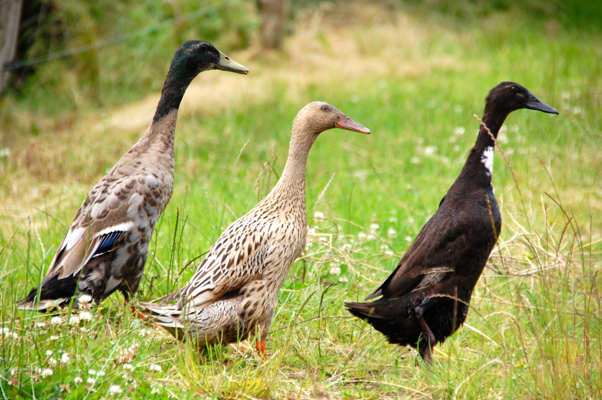 Army of pest-munching ducks keep South African vineyard blooming - Moneyweb