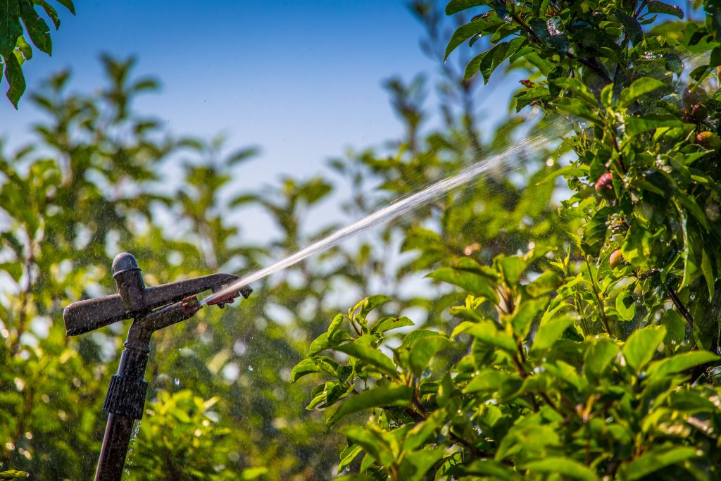 Load shedding leaves fruit farmers in despair - Moneyweb