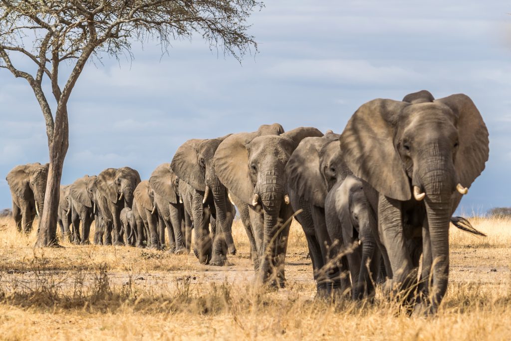 Climate change is leaving African elephants desperate for water - Moneyweb