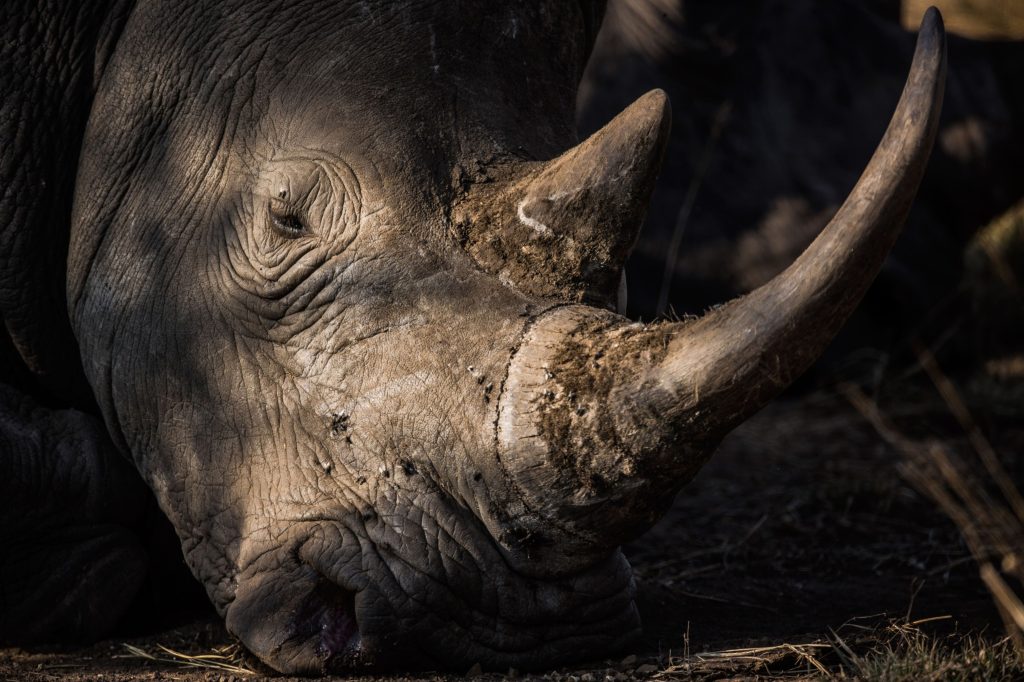 Rhino poachers on retreat in SA’s Kruger National Park - Moneyweb