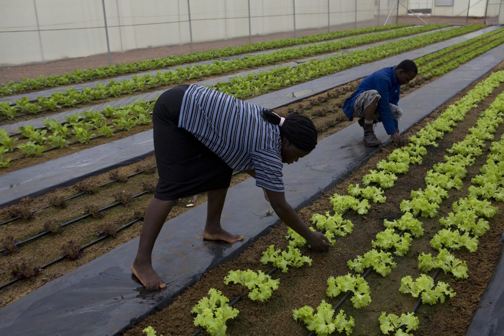 Farms in cities: new study offers planners and growers food for thought ...