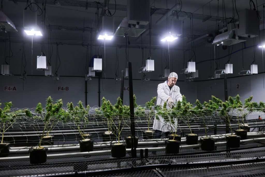 Cannabis company Cilo Cybin moves to JSE main board - Moneyweb
