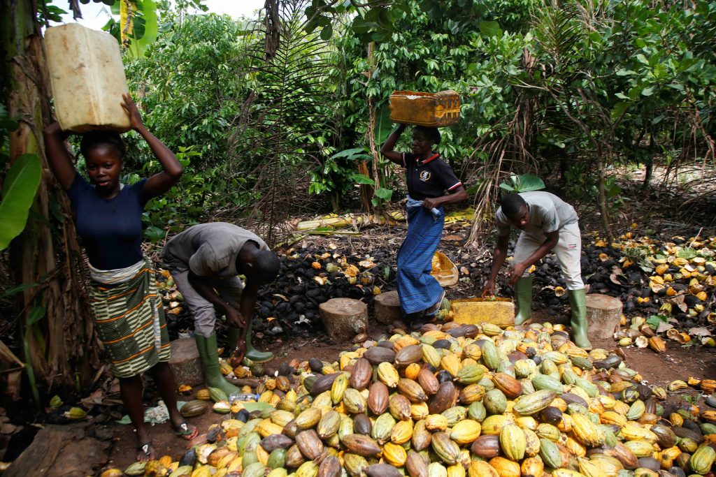 Ivory Coast soil moisture offsets impact of low rain on cocoa harvests ...
