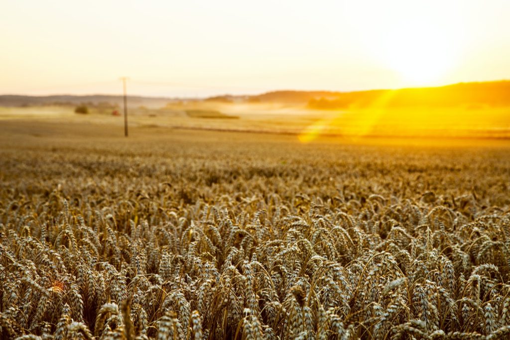 Farmers in SA face power cuts and a weak rand - Moneyweb