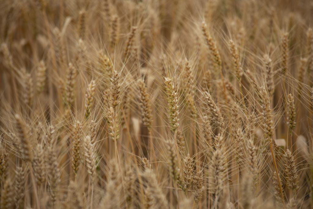 China will feed more wheat to animals after rain damages crop - Moneyweb