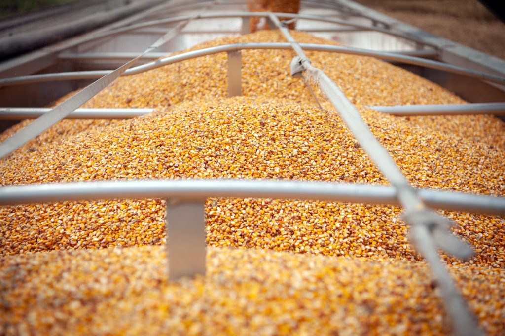 Zimbabwe plans first corn exports in 22 years after surplus - Moneyweb