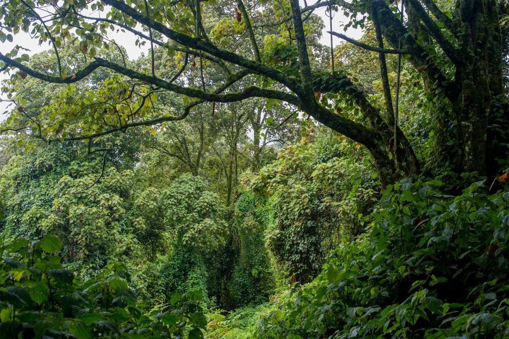 World’s biggest climate fund seeks to restore Rwanda’s forests - Moneyweb