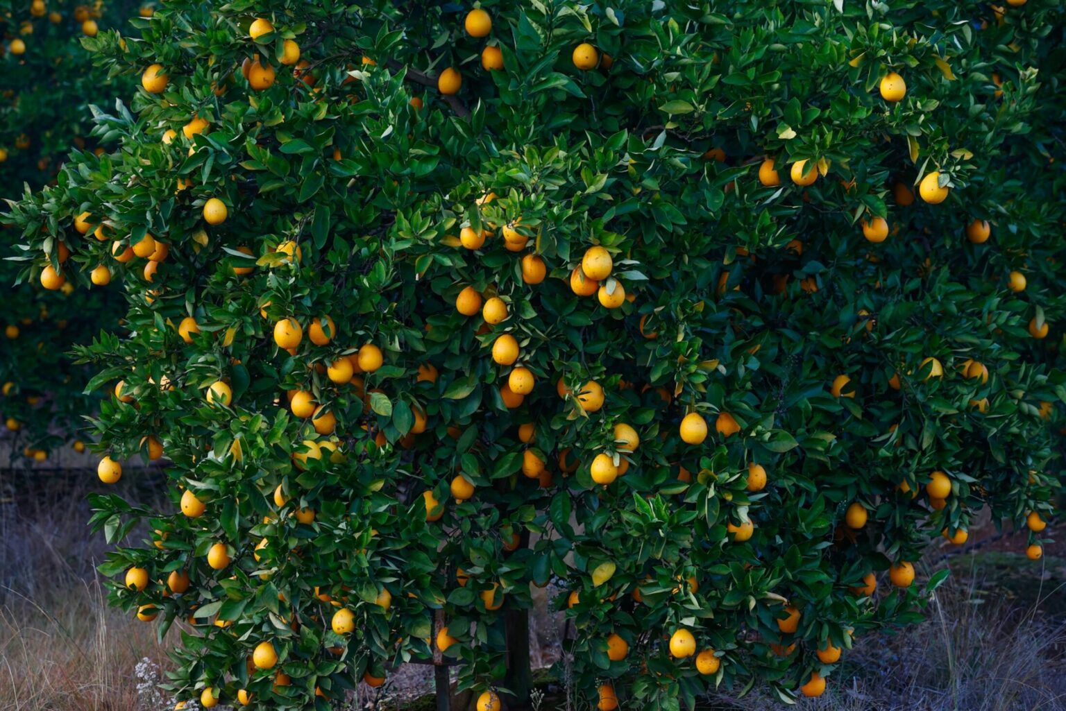 SA challenges EU on citrus export restrictions - Moneyweb