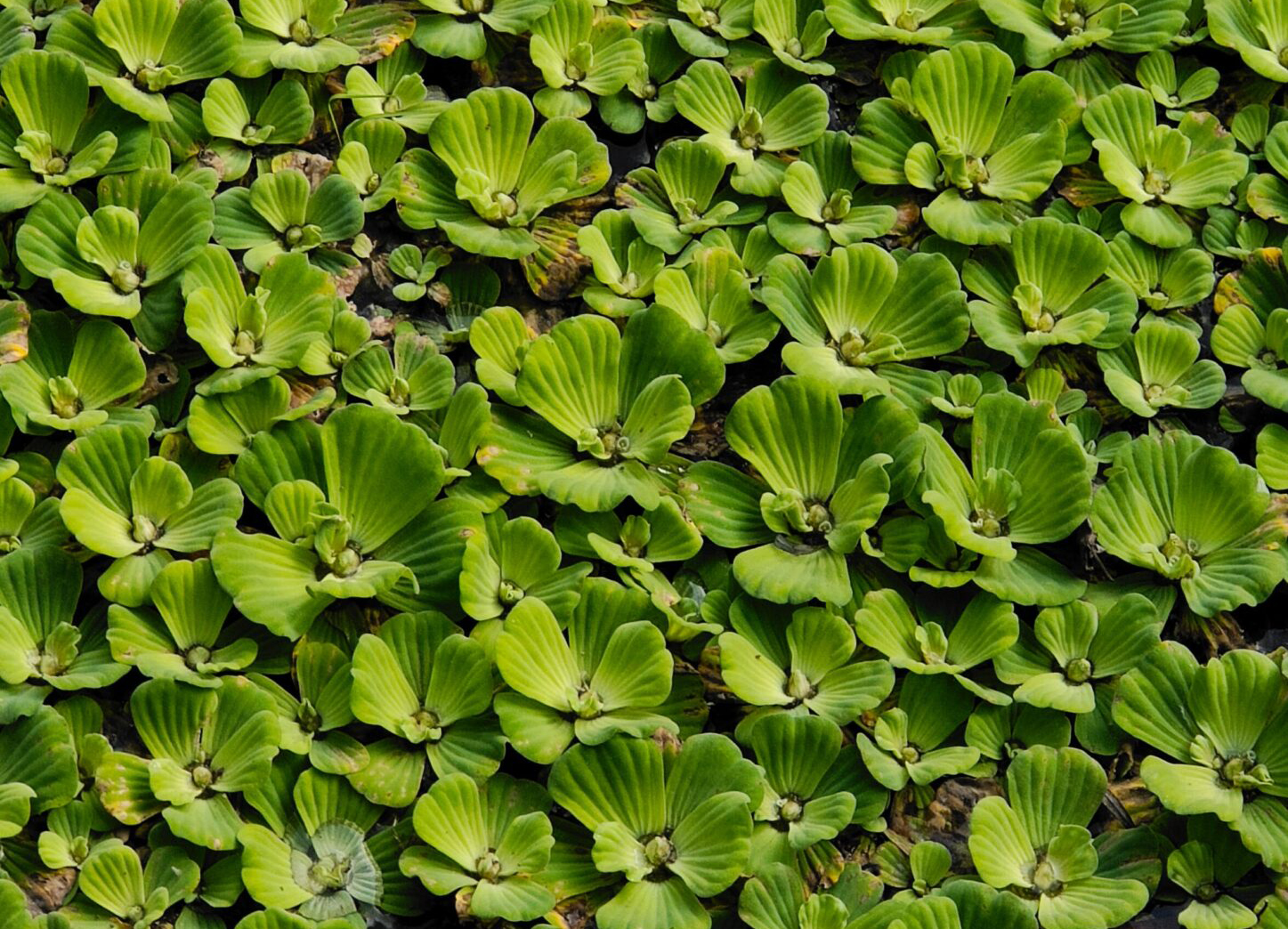 Tiny weevils are waging war on the invasive water lettuce choking the ...