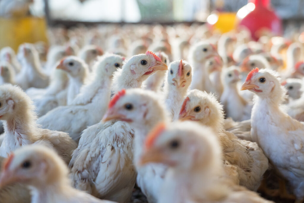Vat-free chicken: ‘It must be affordable for the consumer and the ...
