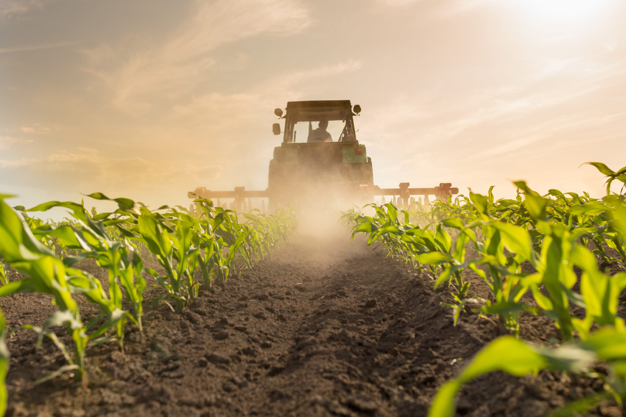 SA farms face El Niño drought risk on top of Iran war - Moneyweb