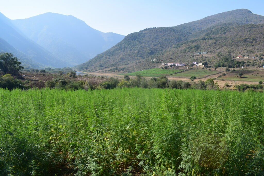 Mpondoland dagga growers left out to dry - Moneyweb