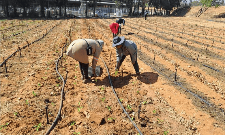 Joburg-South urban farming project creating opportunities - Moneyweb