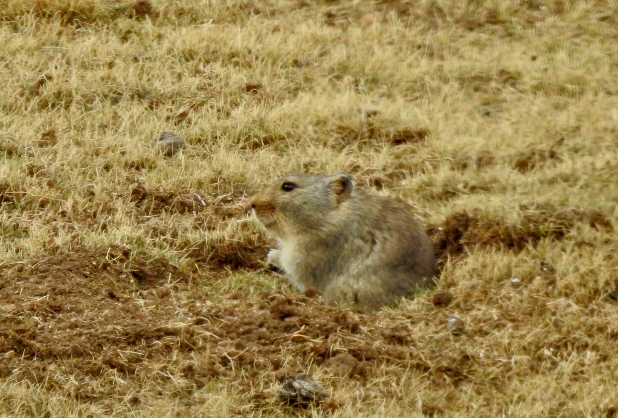 Shaggy sheep, ice rats and the future of Joburg’s water supply - Moneyweb