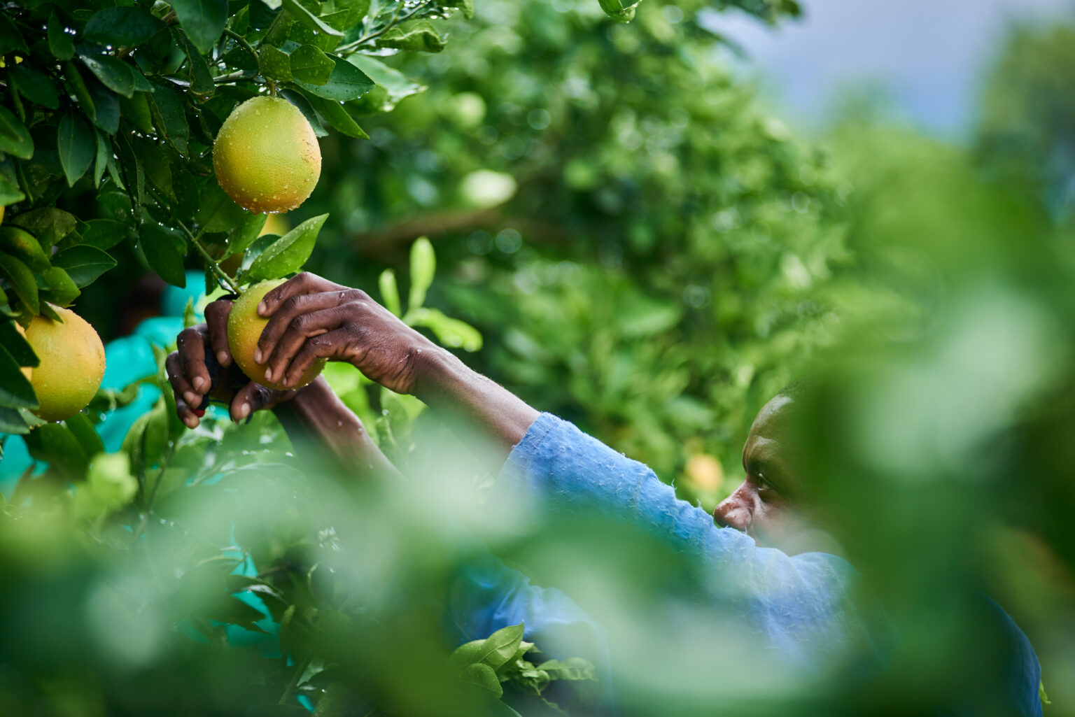 South Africa Agribusiness mood soars despite surprise GDP slump - Moneyweb