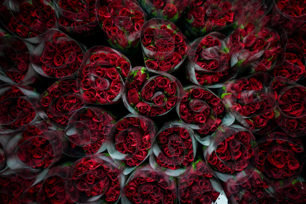 Valentine’s Day roses from Colombia are saved after tariff scare - Moneyweb