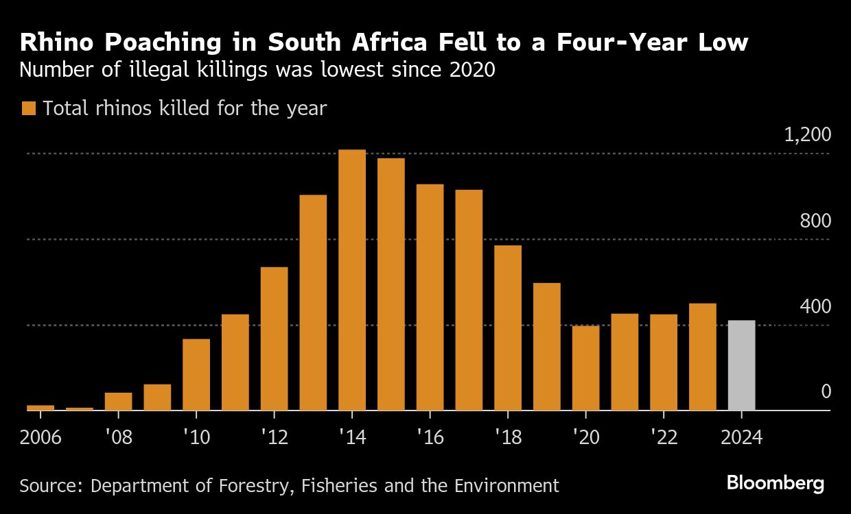 SA rhino-poaching cases drop to lowest since 2020 - Moneyweb