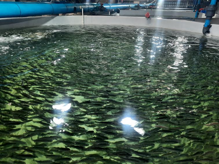 The ‘biggest trout farm in Africa’ and the failed R5 000 community fund ...