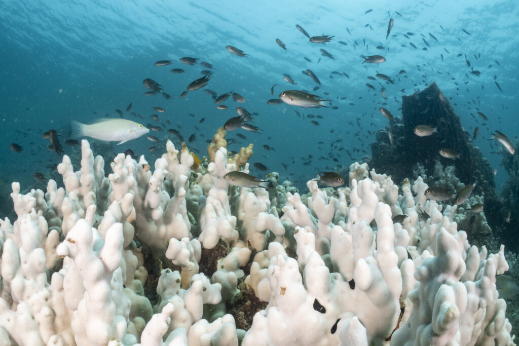 Heat stress has put 84% of the world’s coral reefs into crisis - Moneyweb
