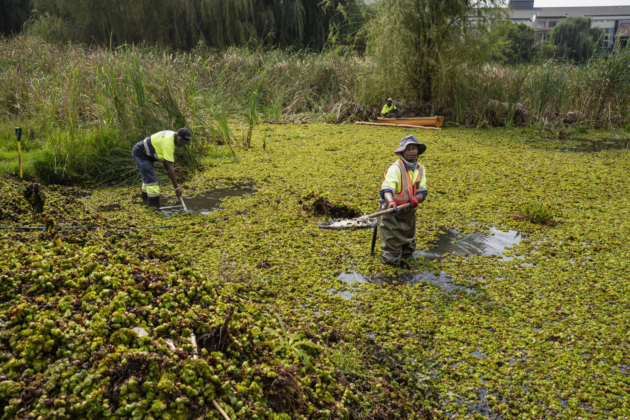 Invasive Kariba weed blankets Joburg dams, threatens ecosystems - Moneyweb