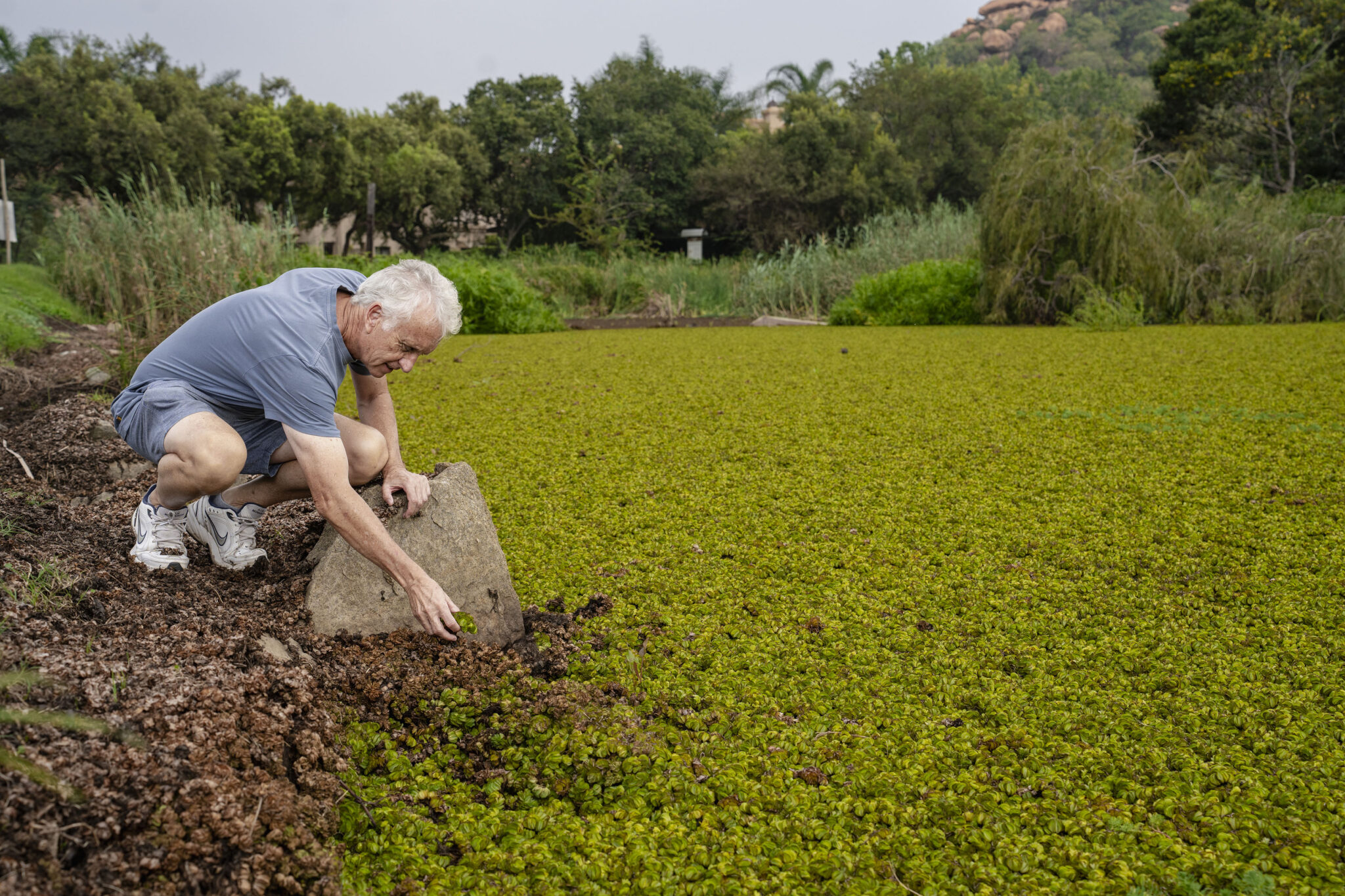 Invasive Kariba weed blankets Joburg dams, threatens ecosystems - Moneyweb