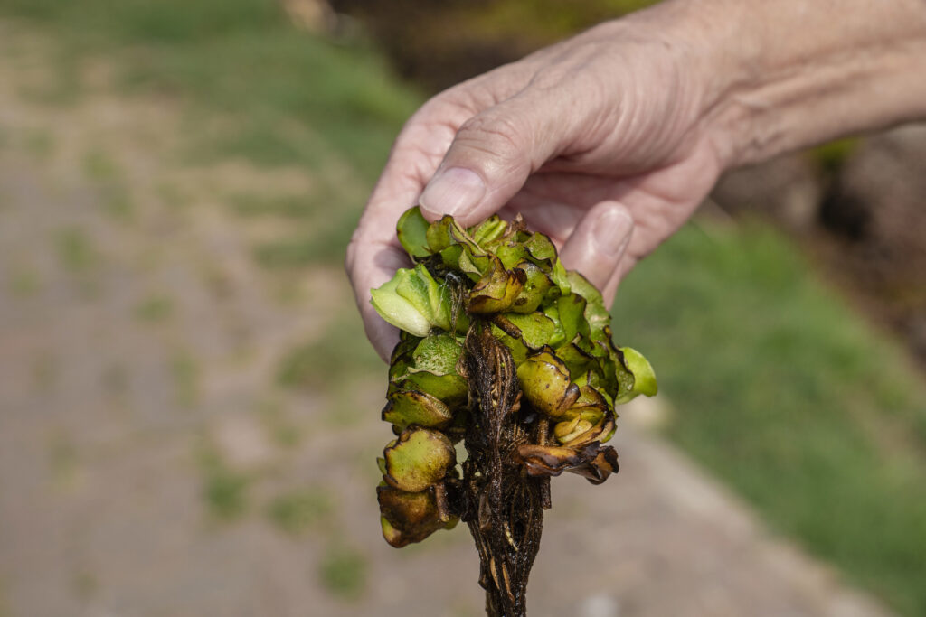 Invasive Kariba weed blankets Joburg dams, threatens ecosystems - Moneyweb