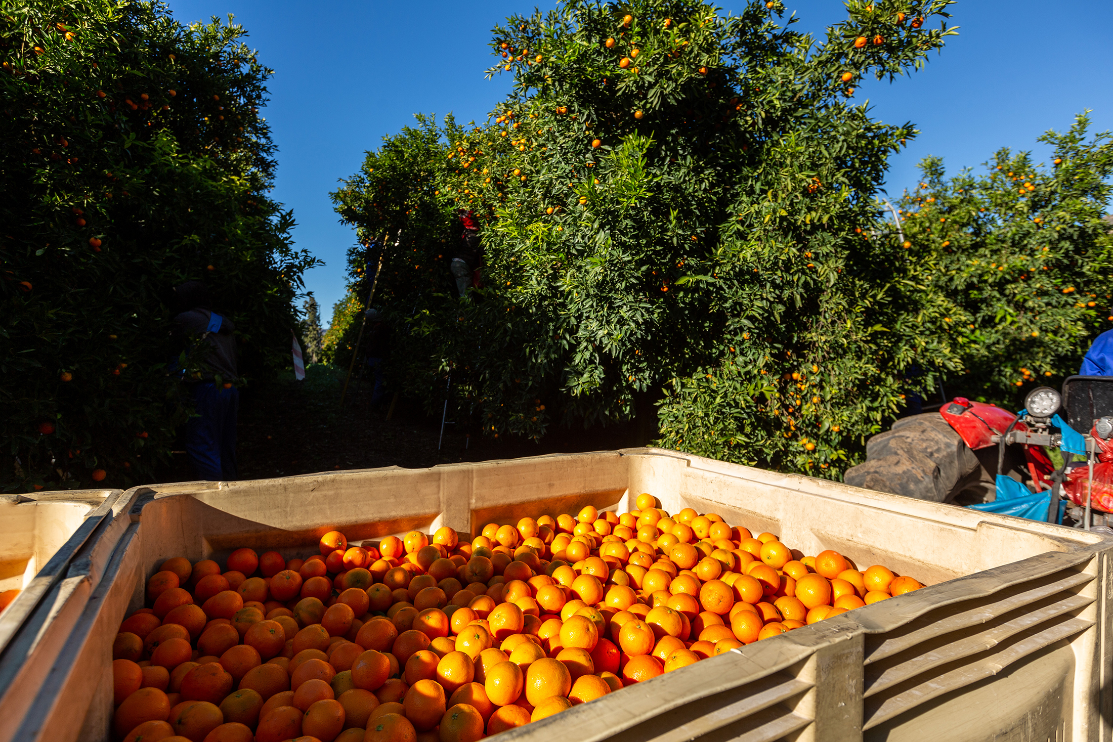 Growers warn fuel disruptions could hit citrus export volumes - Moneyweb