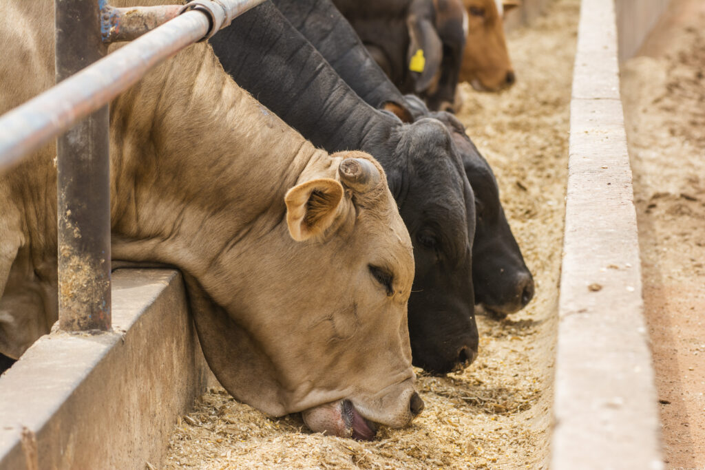 Vet groups challenge FMD vaccine rollout over fairness and access fears ...
