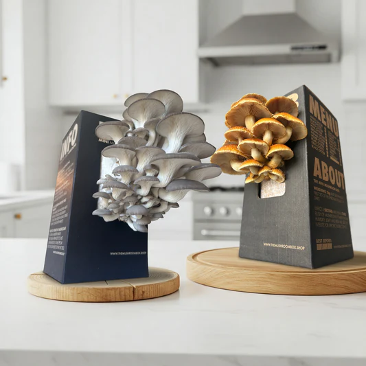 The growth factor: Putting the fun(gi) into growing your own mushrooms ...