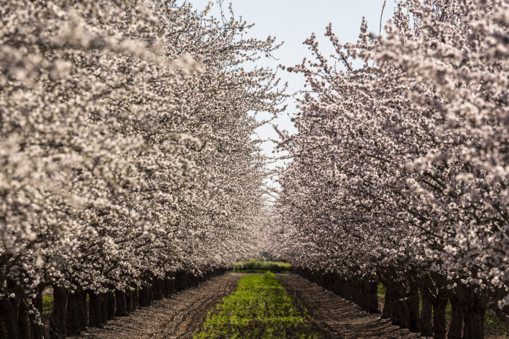 This startup turns almond shell waste into organic fertiliser - Moneyweb