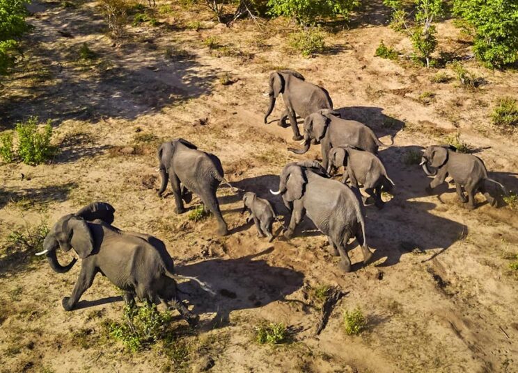 Human-wildlife conflict in Zimbabwe is a crisis - Moneyweb
