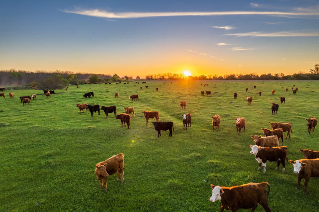 Namibia needs more funds to combat FMD outbreak in livestock - Moneyweb