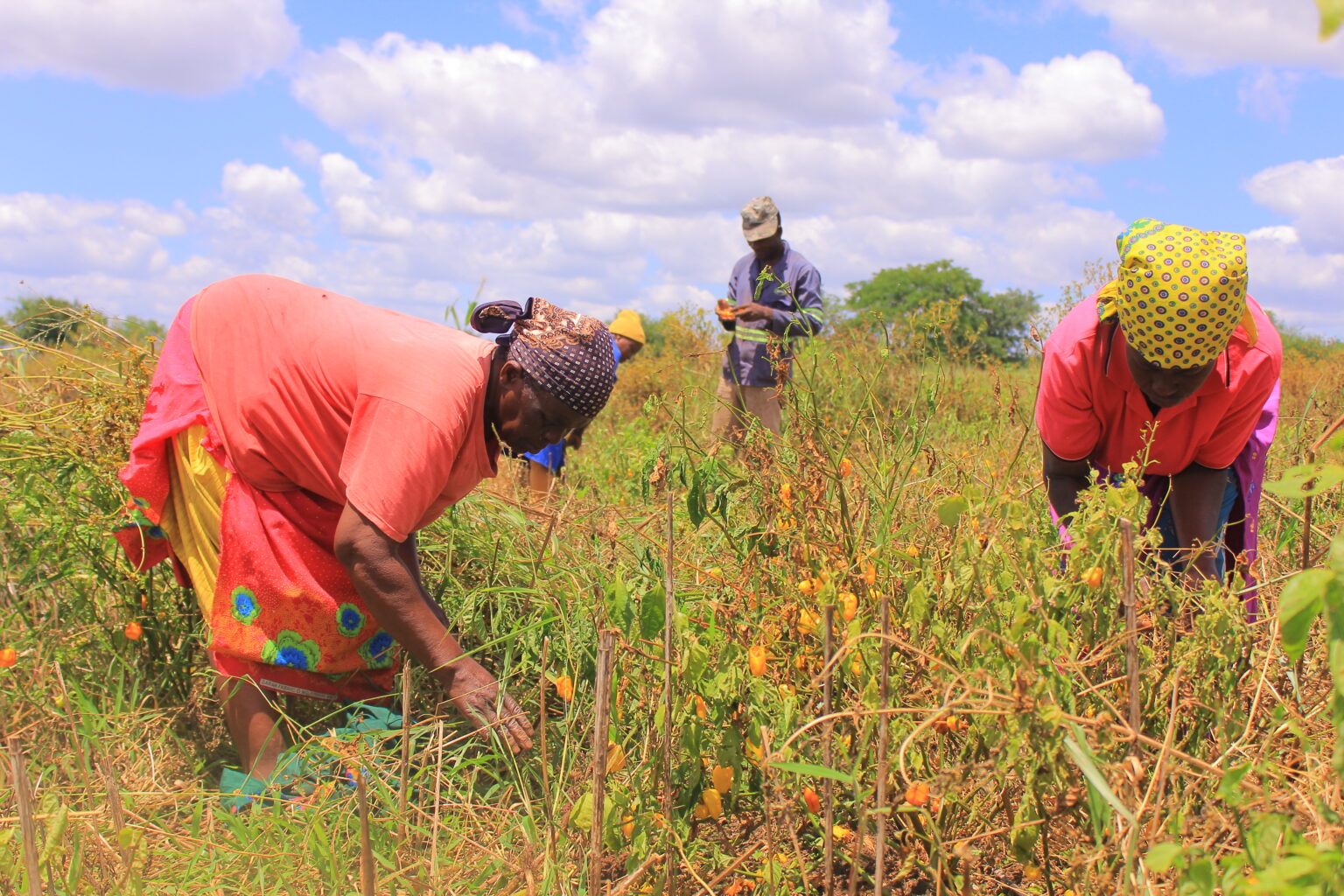 Limpopo farmers go hungry after floods - Moneyweb