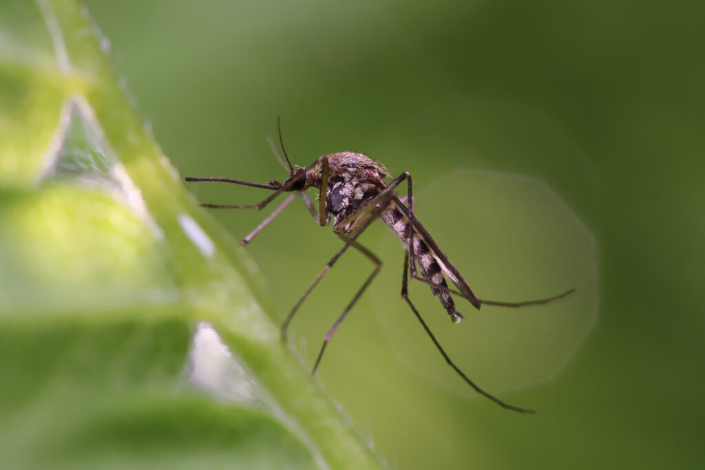 The economic sense of fighting malaria - Moneyweb
